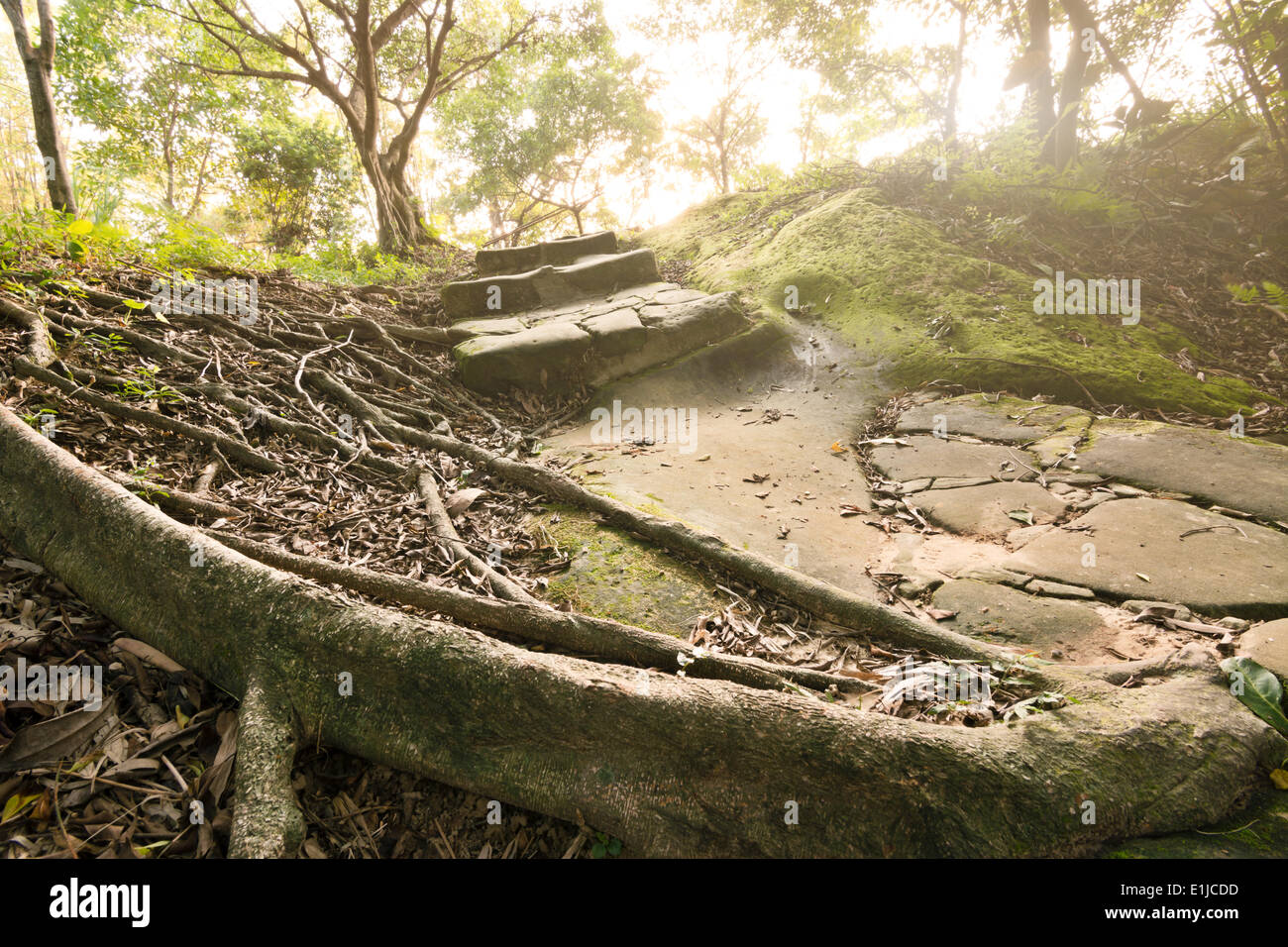 Forest pathway with stairs Stock Photo - Alamy