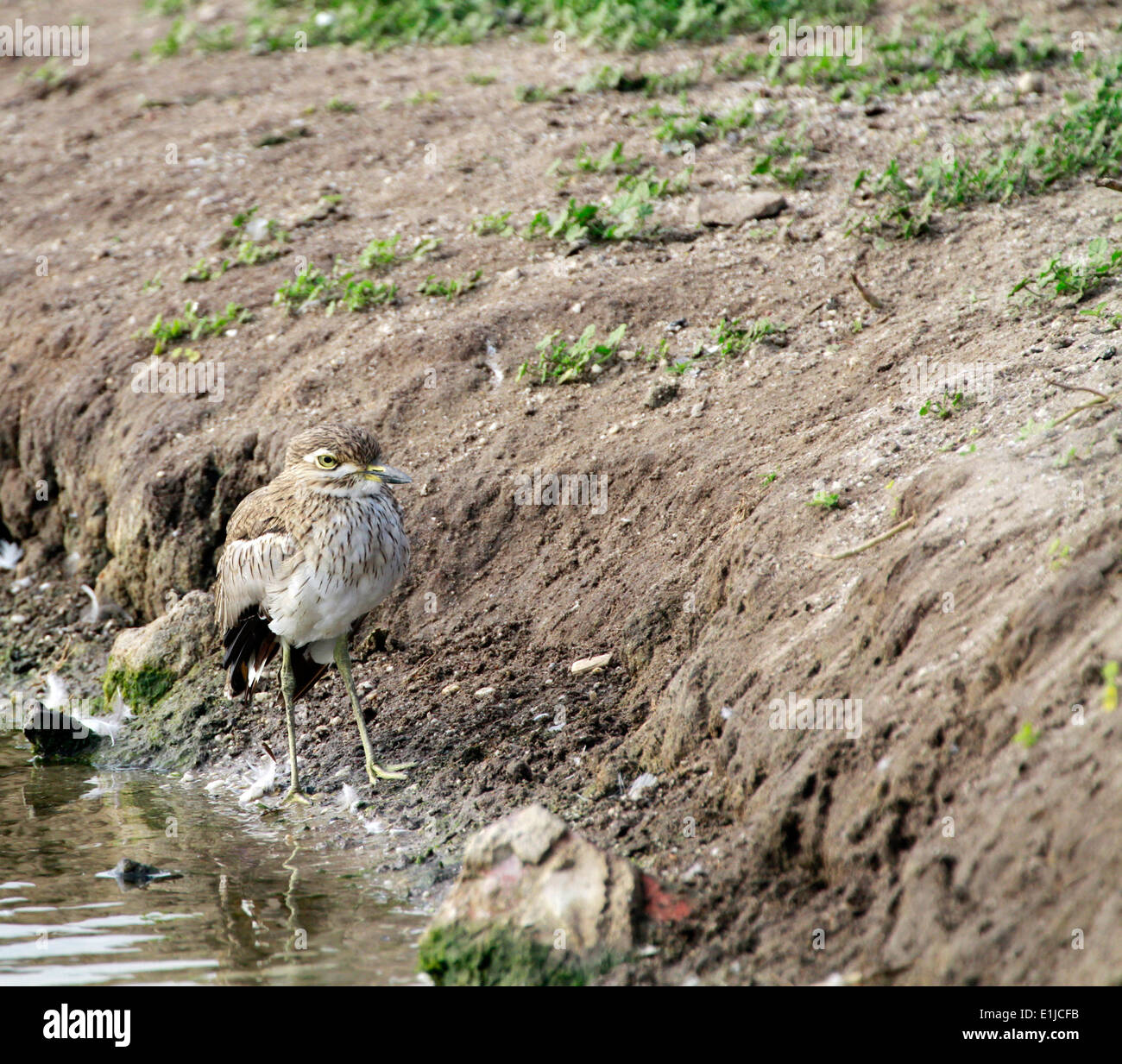 A water thick-knee (Burhinus vermiculatus) at Intaka Island Bird ...