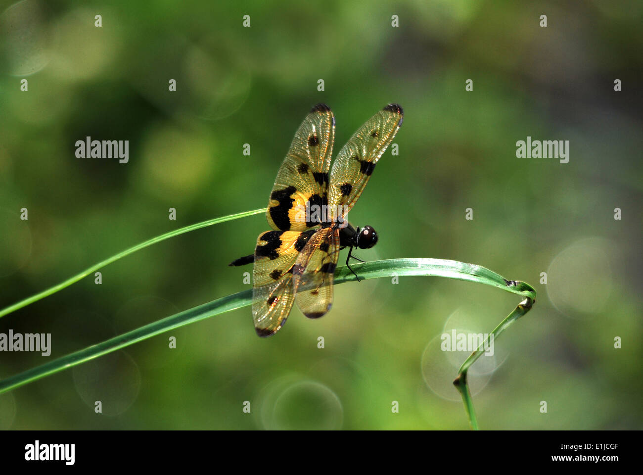 Dragonfly fly india hi-res stock photography and images - Alamy
