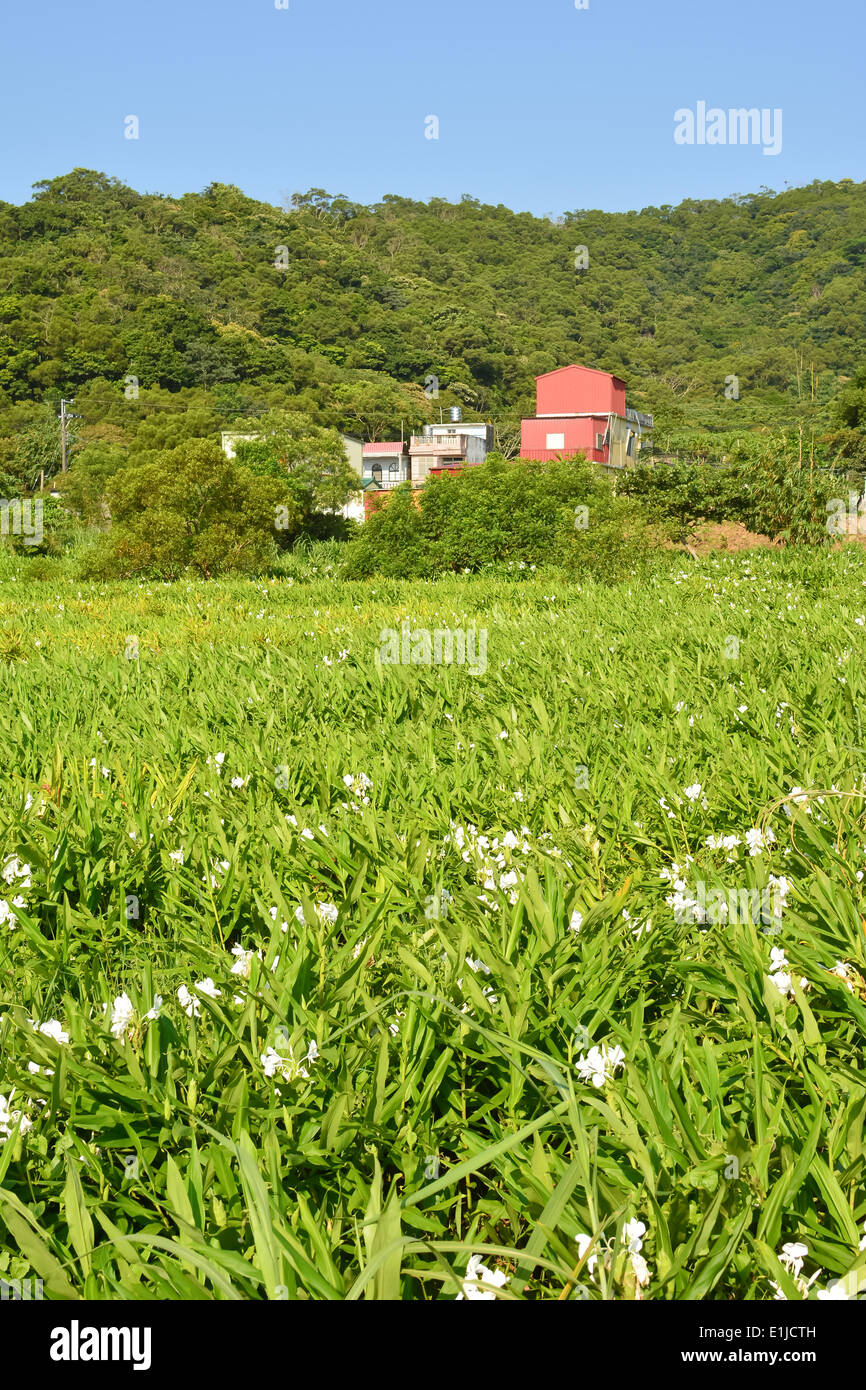 Lily Farm High Resolution Stock Photography and Images - Alamy