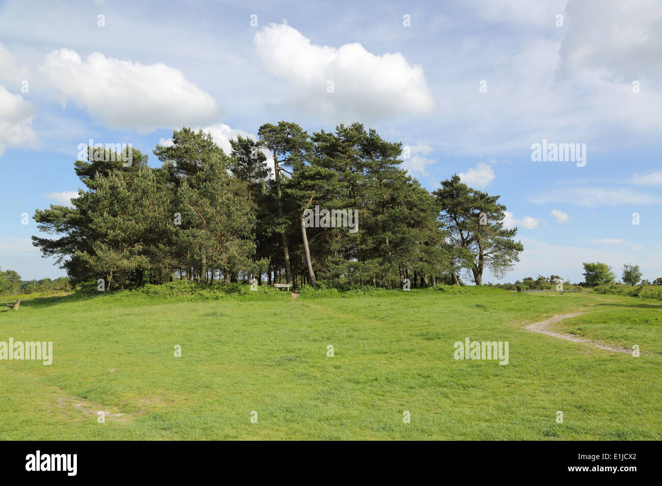 Kings standing ashdown forest hi-res stock photography and images - Alamy