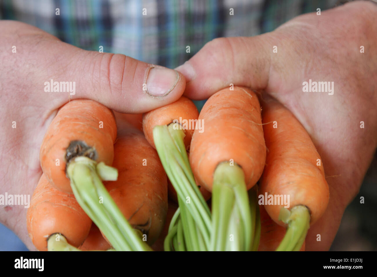 Human hands holding carrots hi-res stock photography and images - Alamy