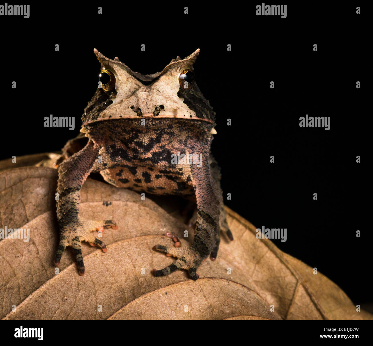 Horned frog south america hi-res stock photography and images - Alamy