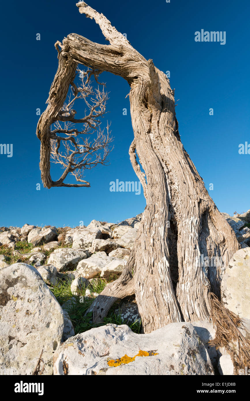 Dead tree at ohira bay hi-res stock photography and images - Alamy