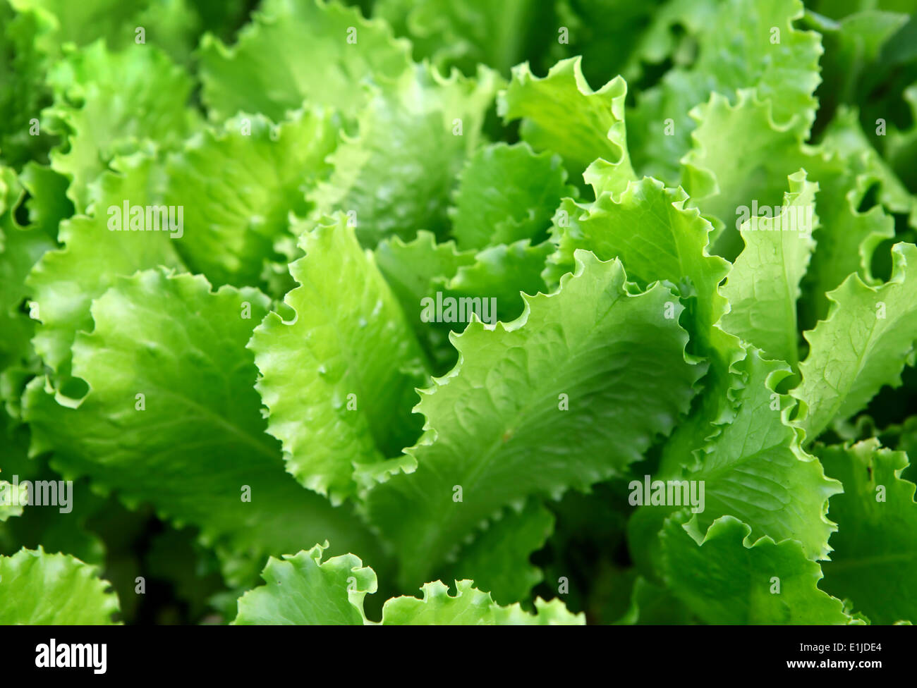 Leafy leafs hi-res stock photography and images - Alamy