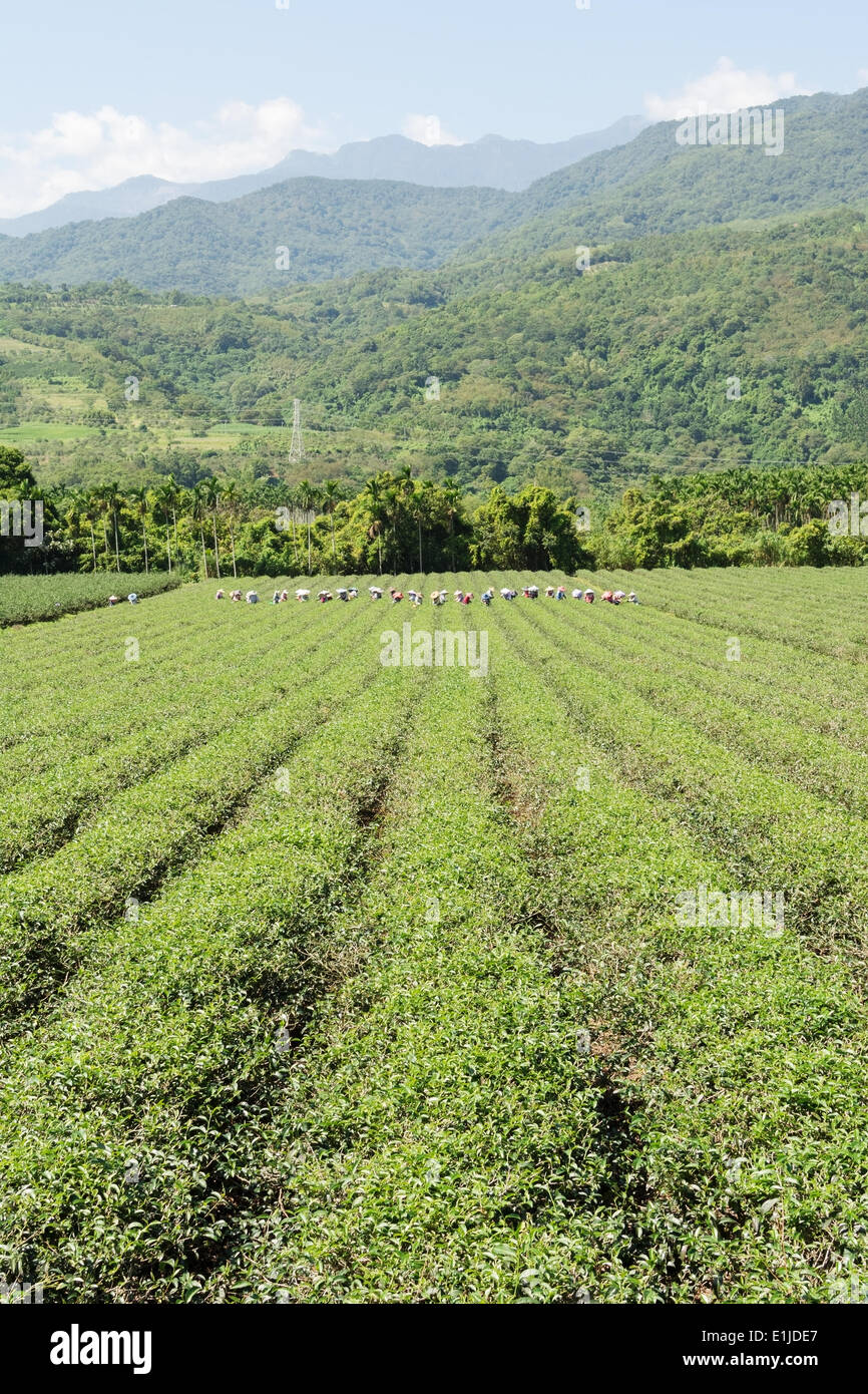 Taiwan Tea Farm High Resolution Stock Photography and Images - Alamy