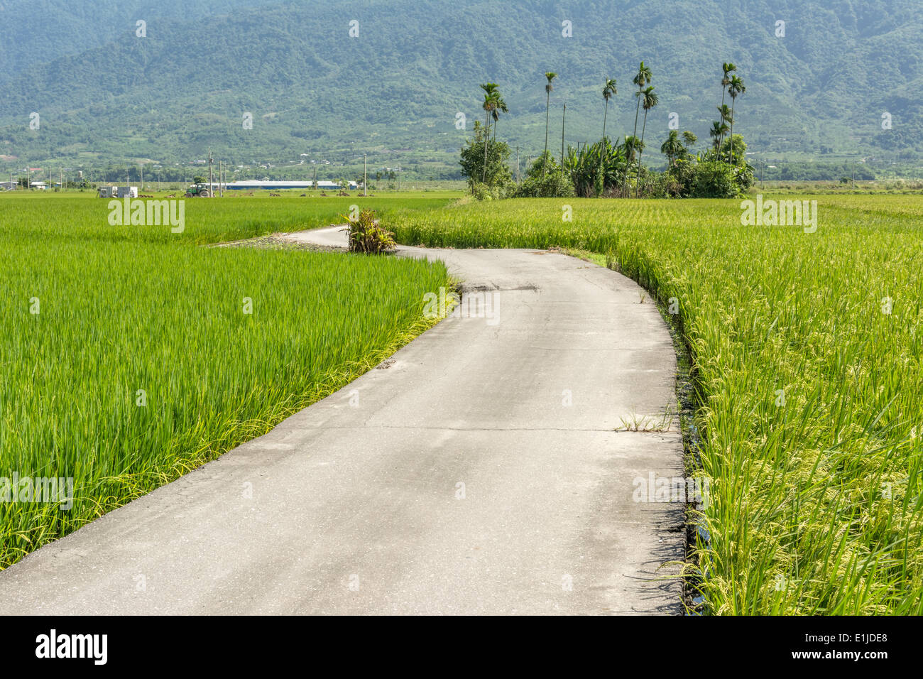 road across the paddy farm Stock Photo - Alamy