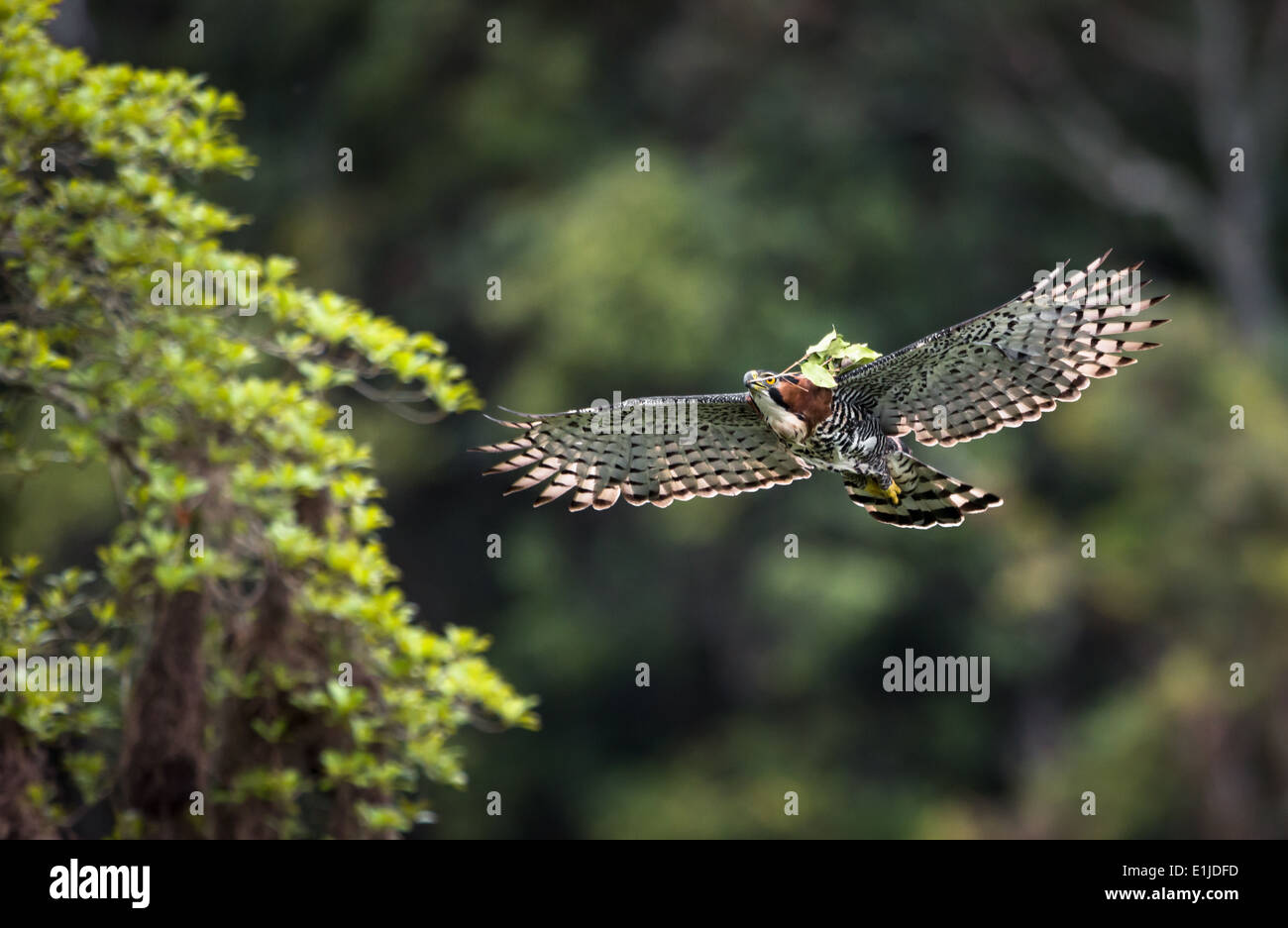Ornate Hawk Eagle Flying