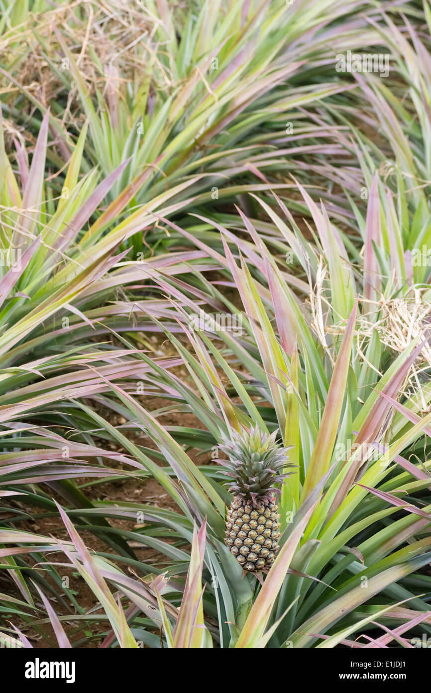 Pineapple farm hi-res stock photography and images - Alamy