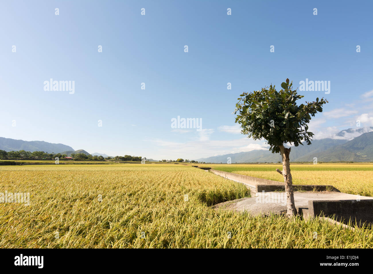 golden paddy rice farm Stock Photo - Alamy