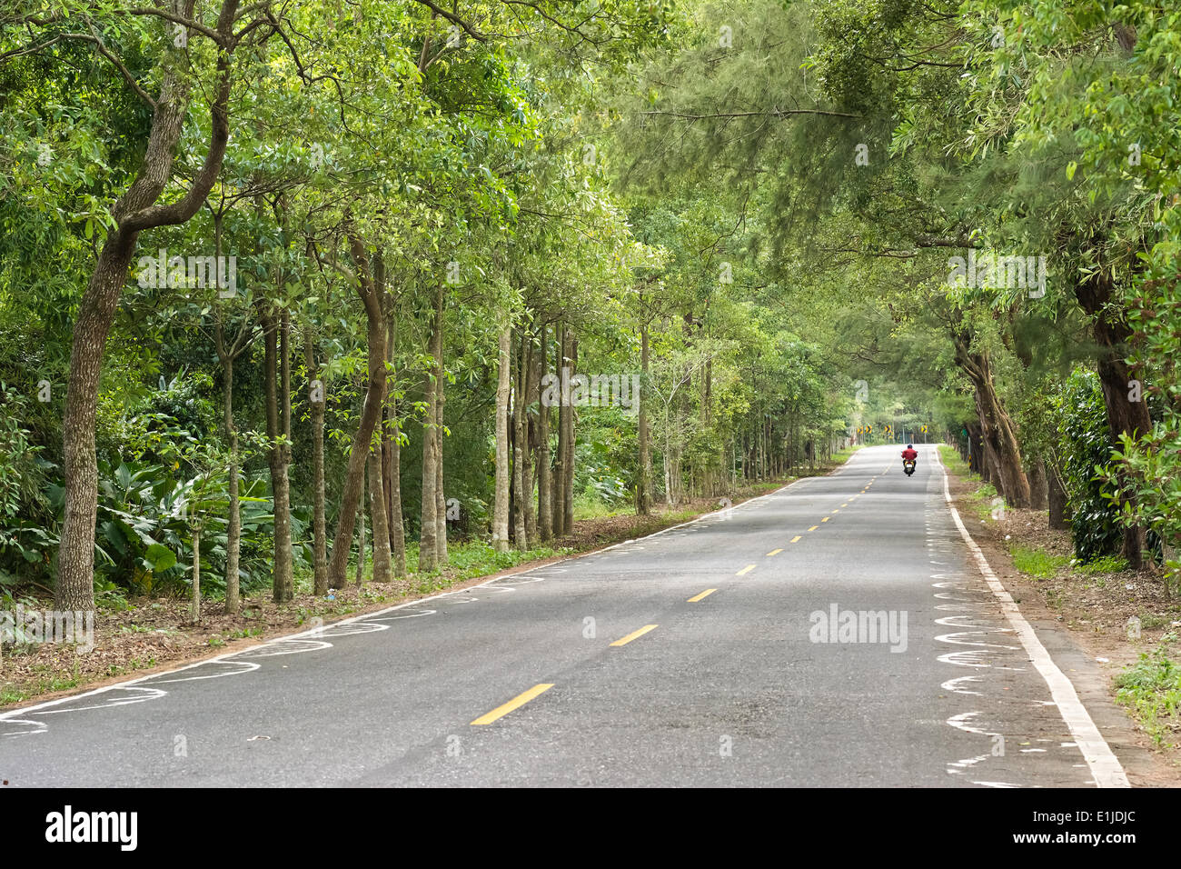 road at forest Stock Photo - Alamy