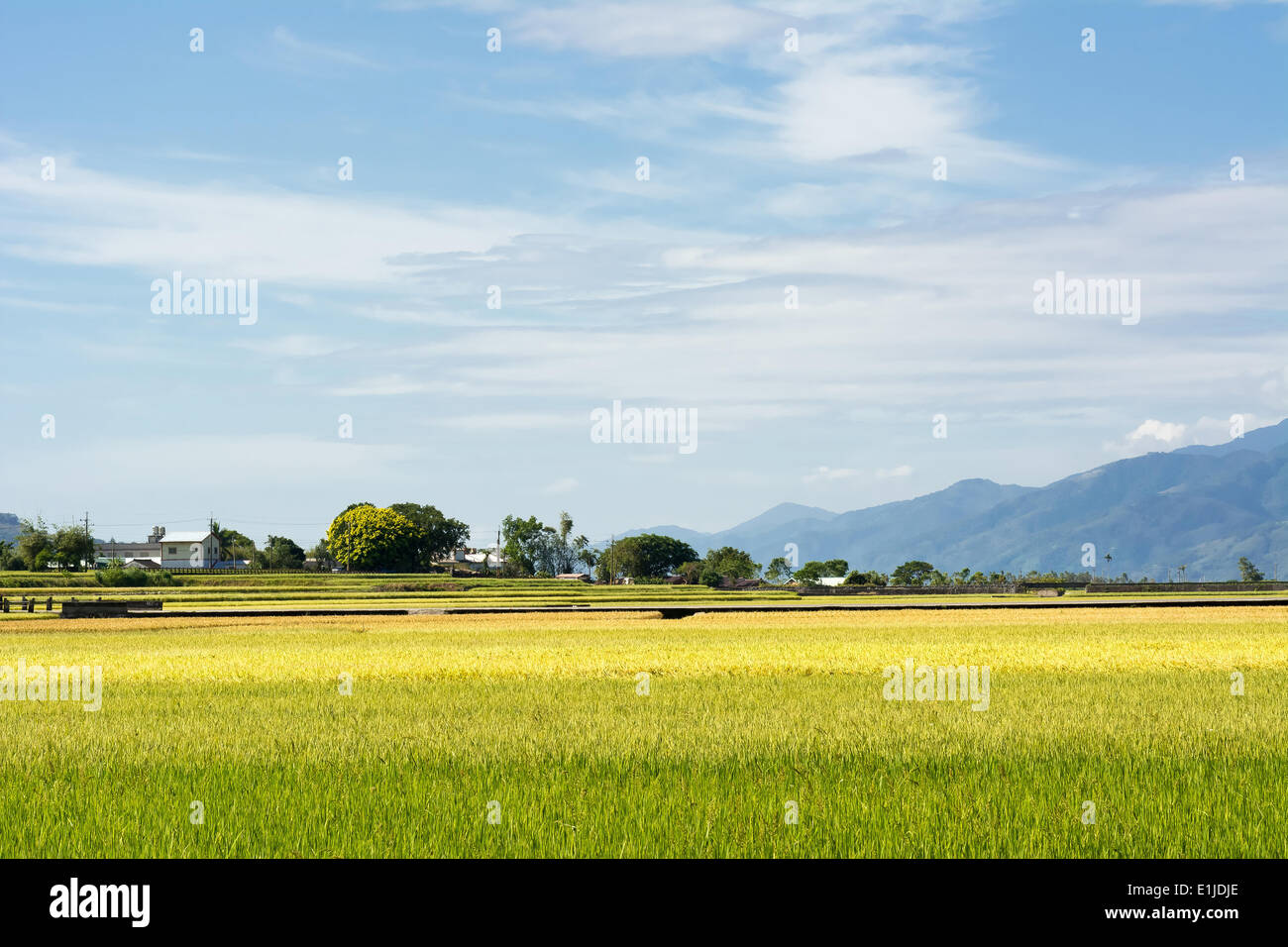 golden paddy rice farm Stock Photo - Alamy