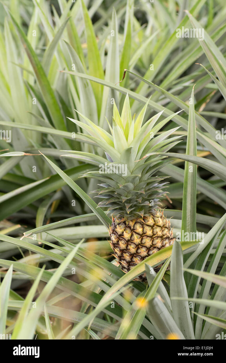 Asian pineapple field hi-res stock photography and images - Alamy