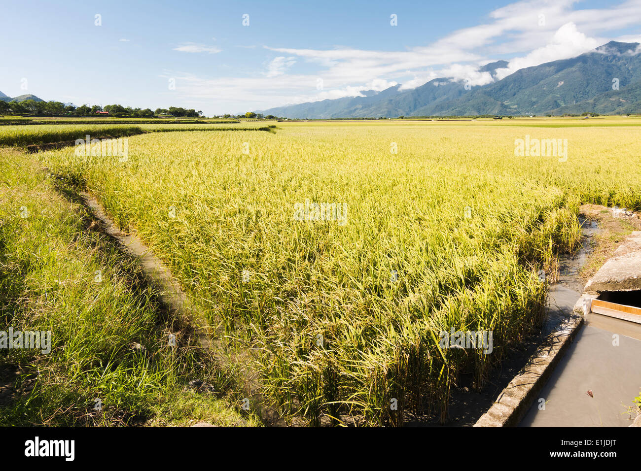 golden paddy rice farm Stock Photo - Alamy