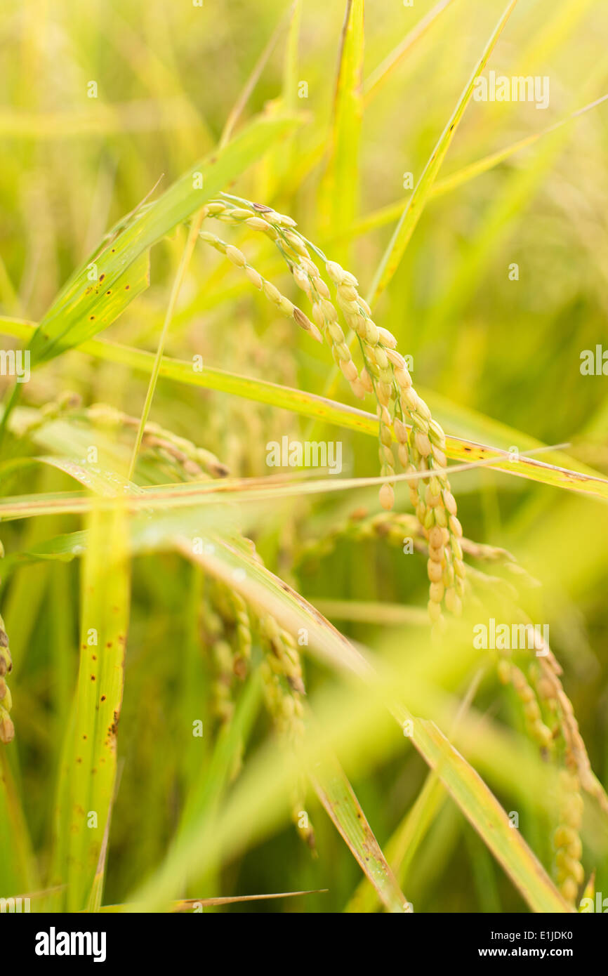 Golden paddy rice farm Stock Photo - Alamy
