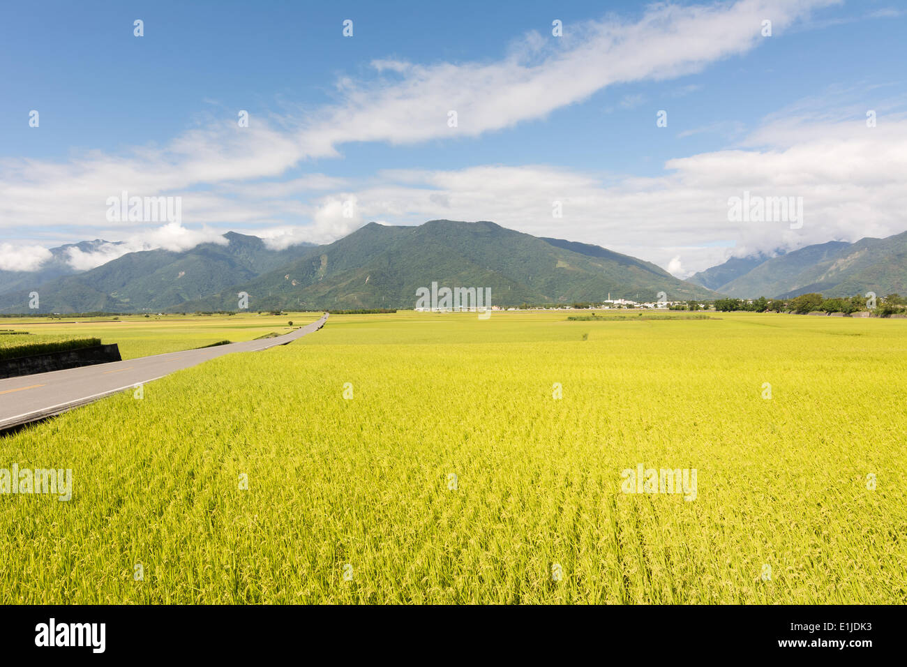 golden paddy rice farm Stock Photo - Alamy