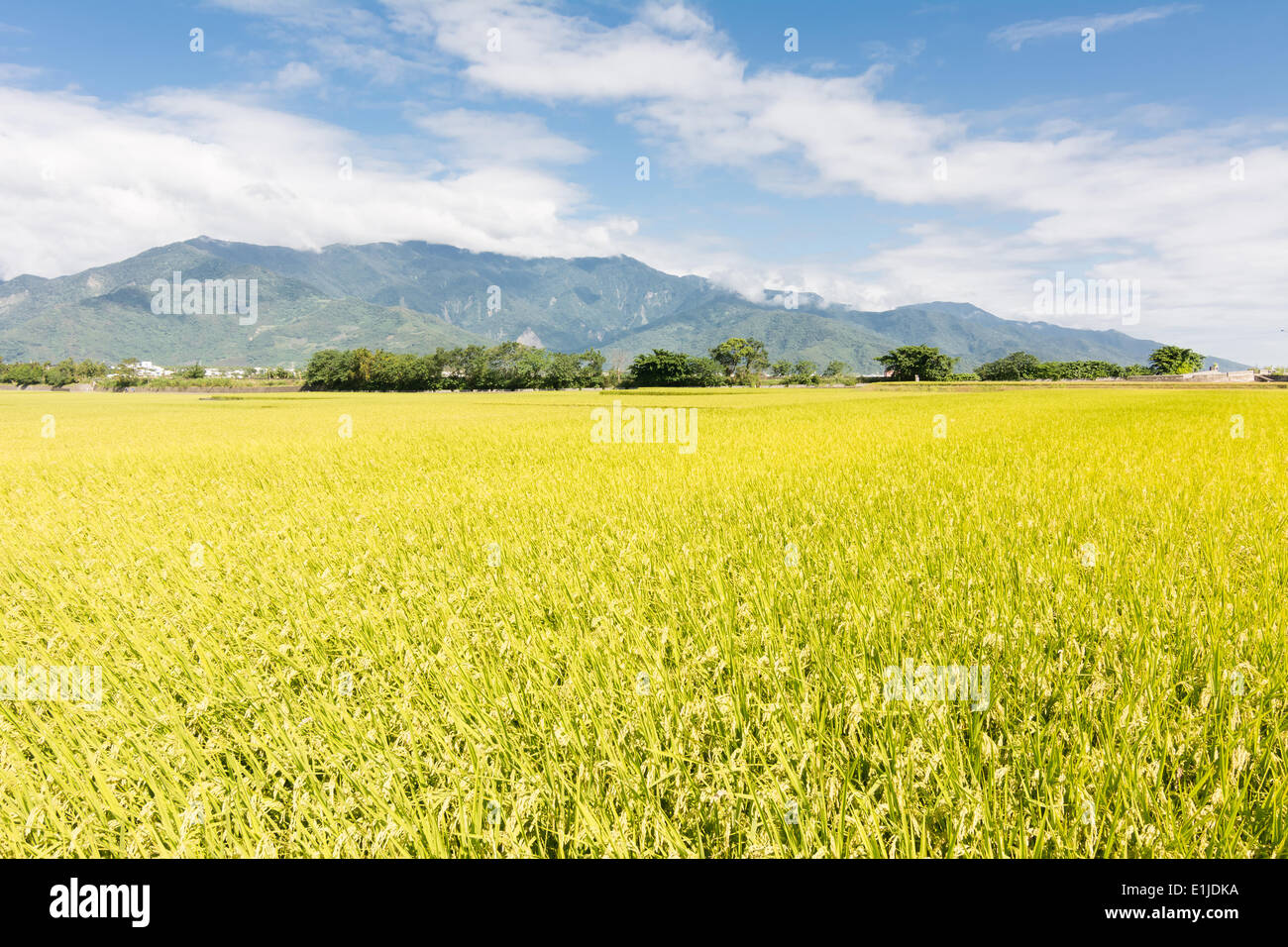 golden paddy rice farm Stock Photo - Alamy
