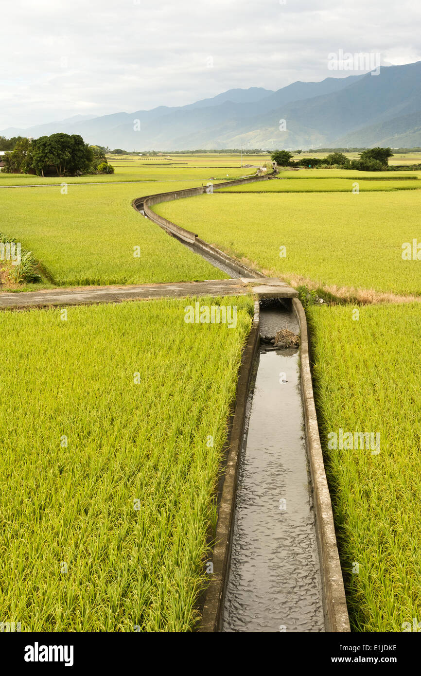 golden paddy rice farm Stock Photo - Alamy