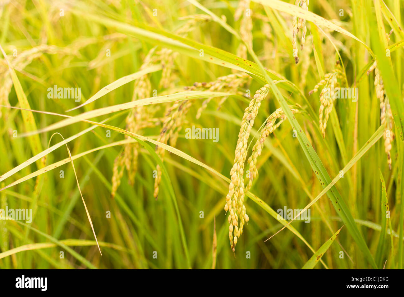 Golden paddy rice farm Stock Photo - Alamy