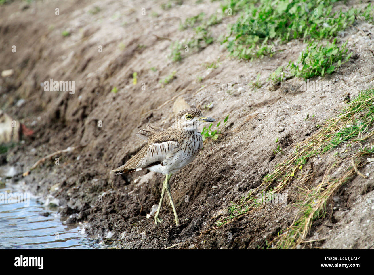 A water thick-knee (Burhinus vermiculatus) at Intaka Island Bird ...