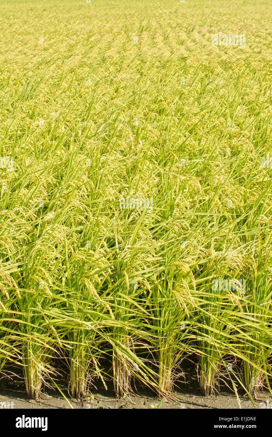 Golden paddy rice farm Stock Photo - Alamy