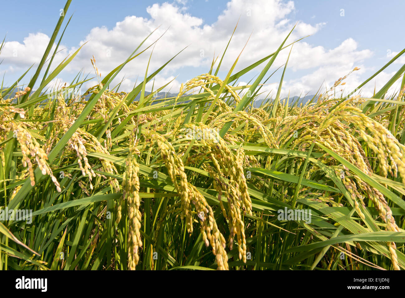 Rural scenery of paddy Stock Photo - Alamy
