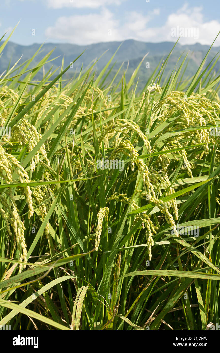 Rural scenery of paddy Stock Photo - Alamy