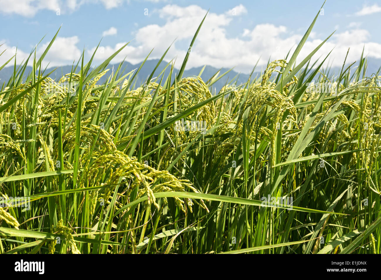 Rural scenery of paddy Stock Photo - Alamy