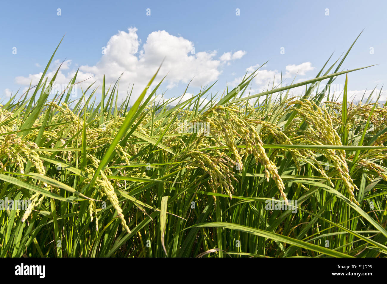 Rural scenery of paddy Stock Photo - Alamy