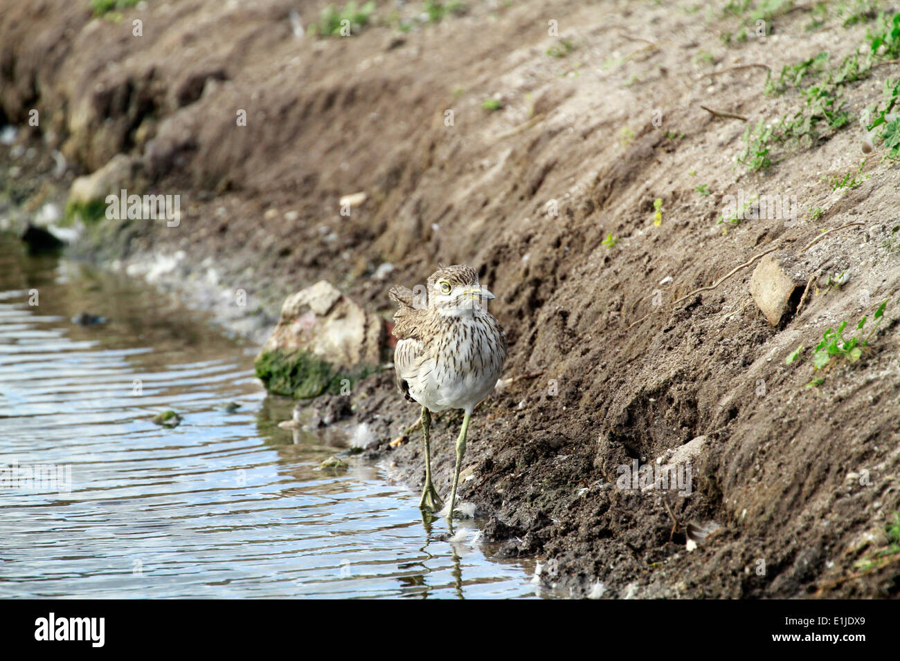 A water thick-knee (Burhinus vermiculatus) at Intaka Island Bird ...