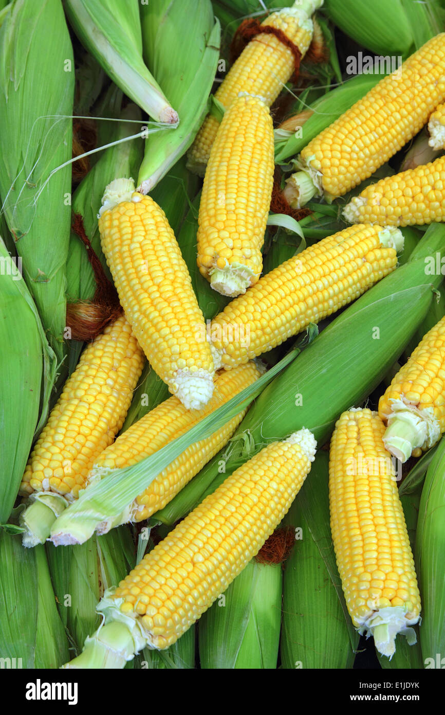 Ripe corn texture hi-res stock photography and images - Alamy