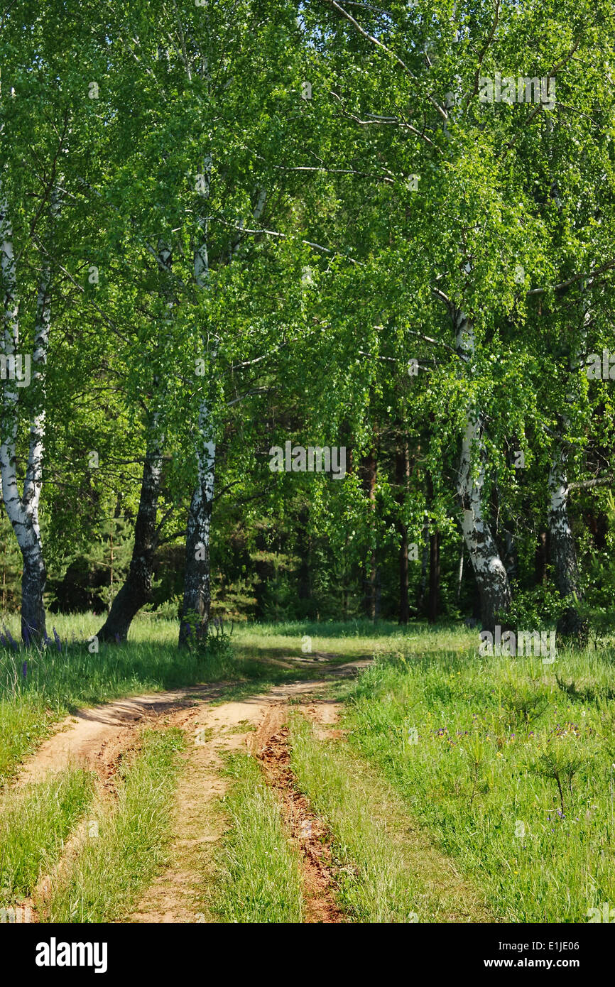 Summer wood road hi-res stock photography and images - Alamy
