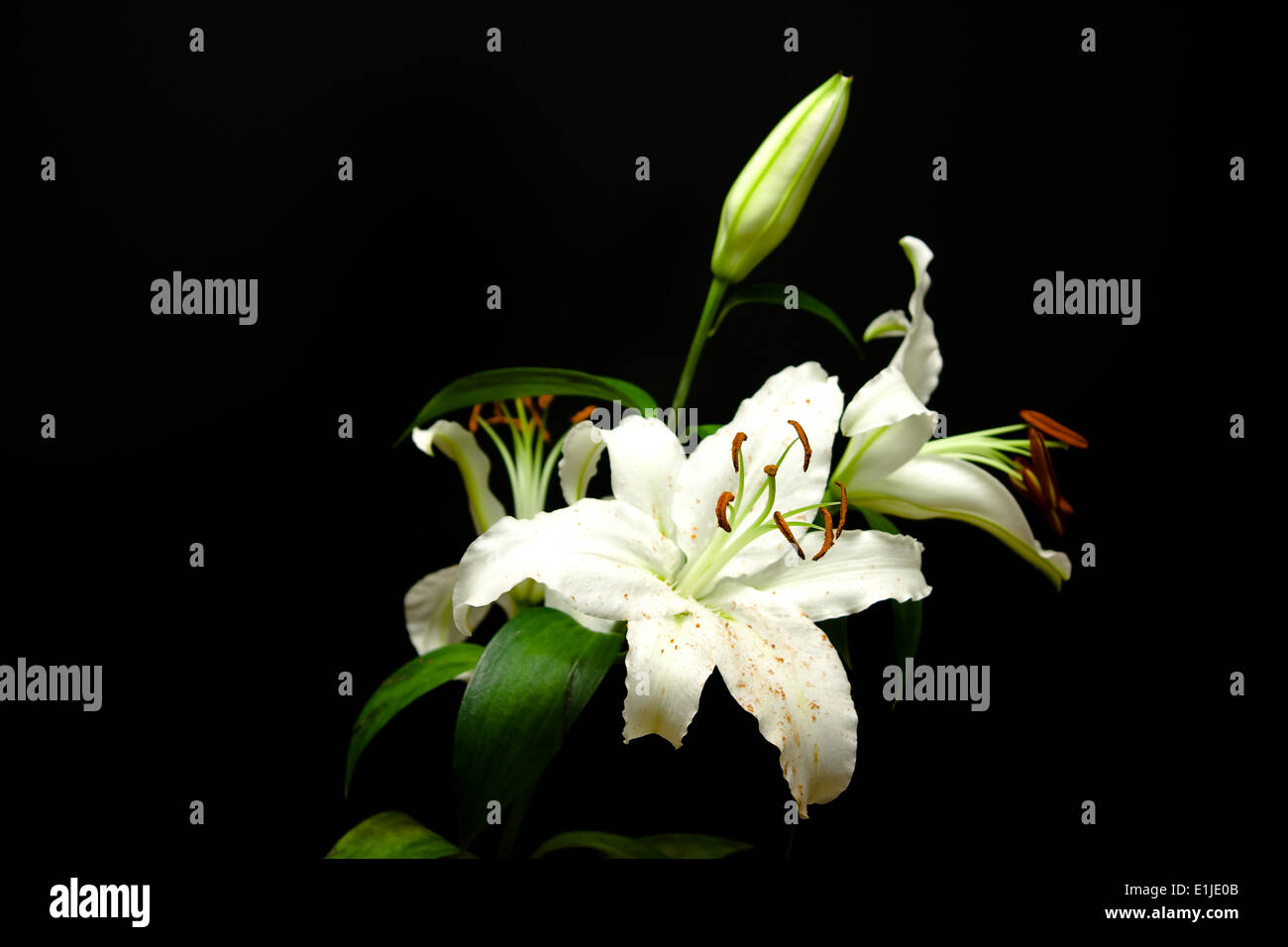 Lily backgrounds hi-res stock photography and images - Alamy