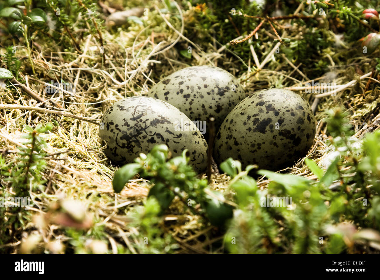 Nest with eggs Stock Photo - Alamy