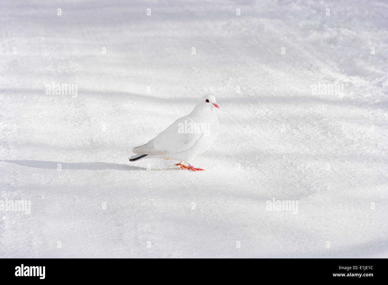 Pigeon steps hi-res stock photography and images - Alamy