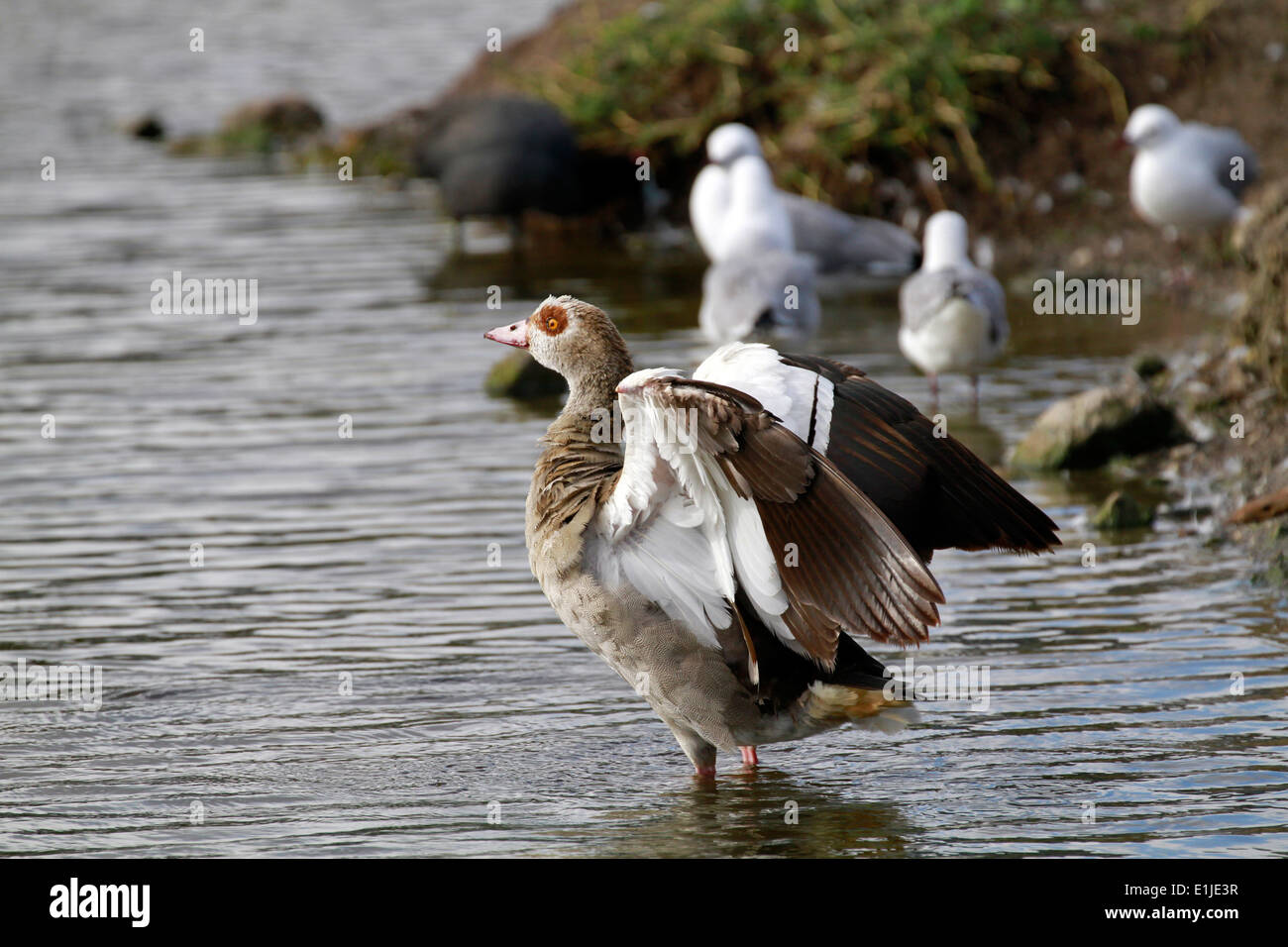 Egyptian goose (Alopochen aegyptiaca) and other birds batching at ...