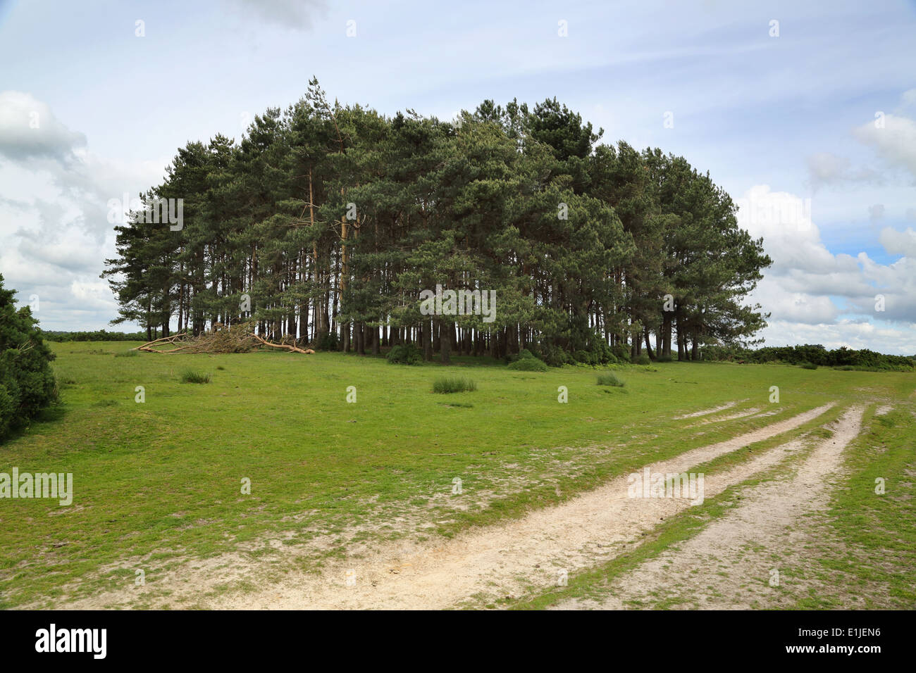 group of trees known as the kings standing in the ashdown forest in ...