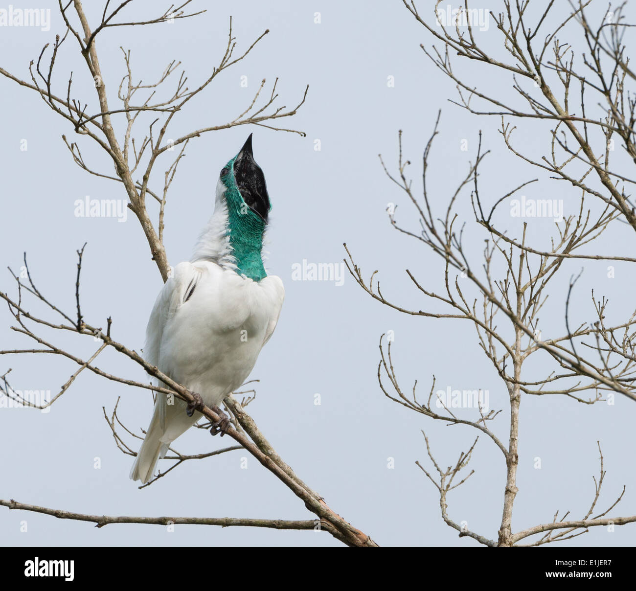 Bare-throated Bellbird singing Stock Photo - Alamy