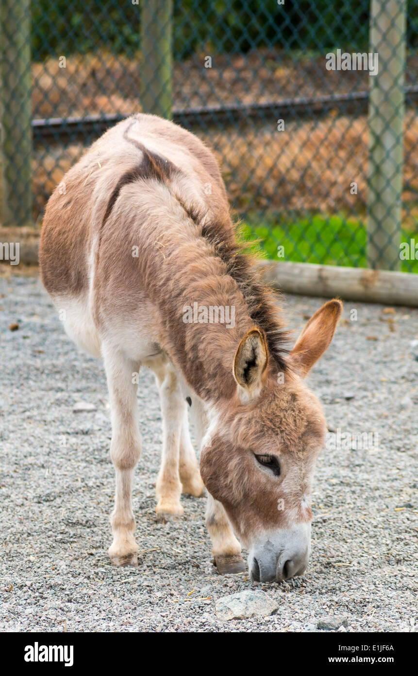 Standard Donkey Stock Photos & Standard Donkey Stock Images - Alamy