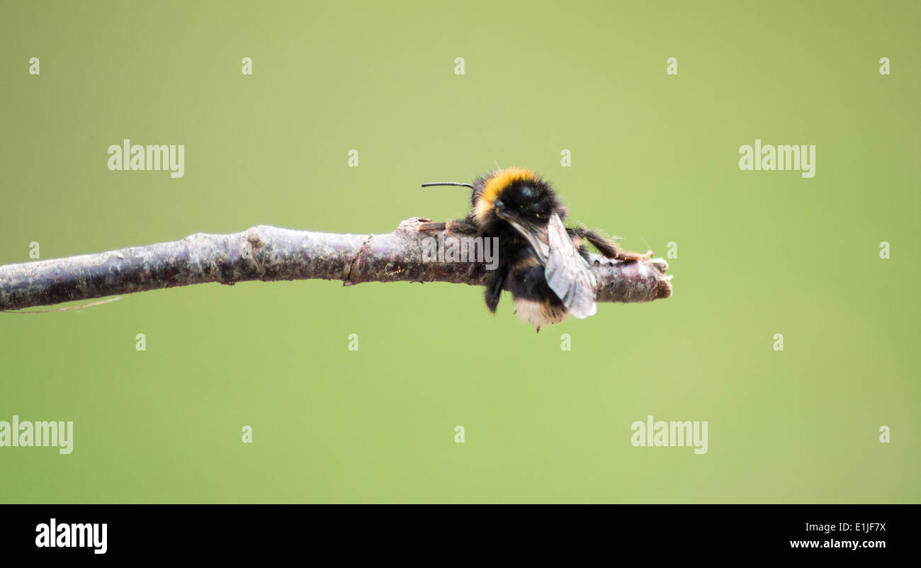 Common bee bug hi-res stock photography and images - Alamy
