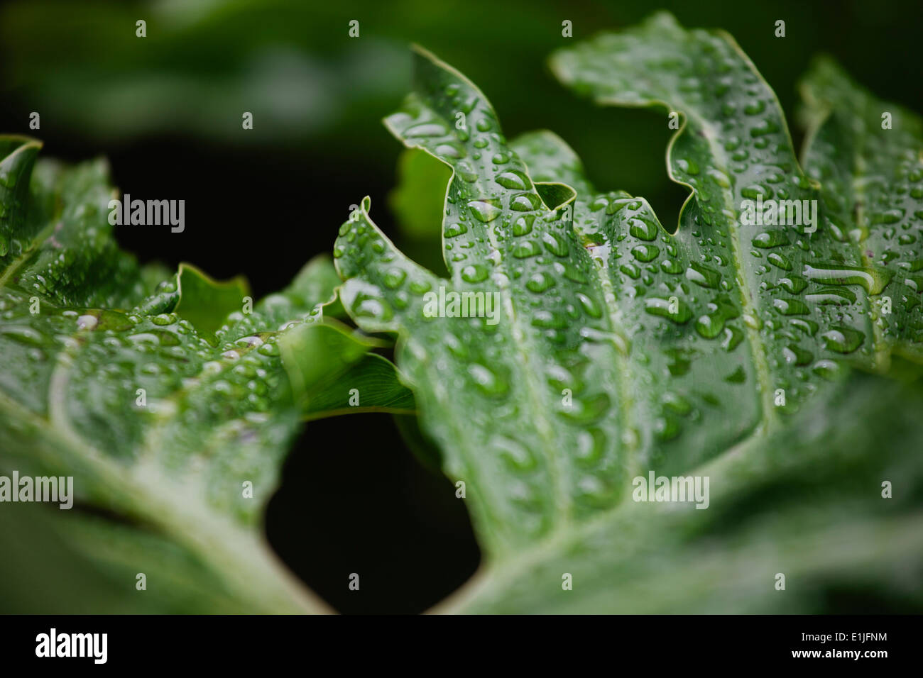 Close up of leaf with water droplets Stock Photo - Alamy