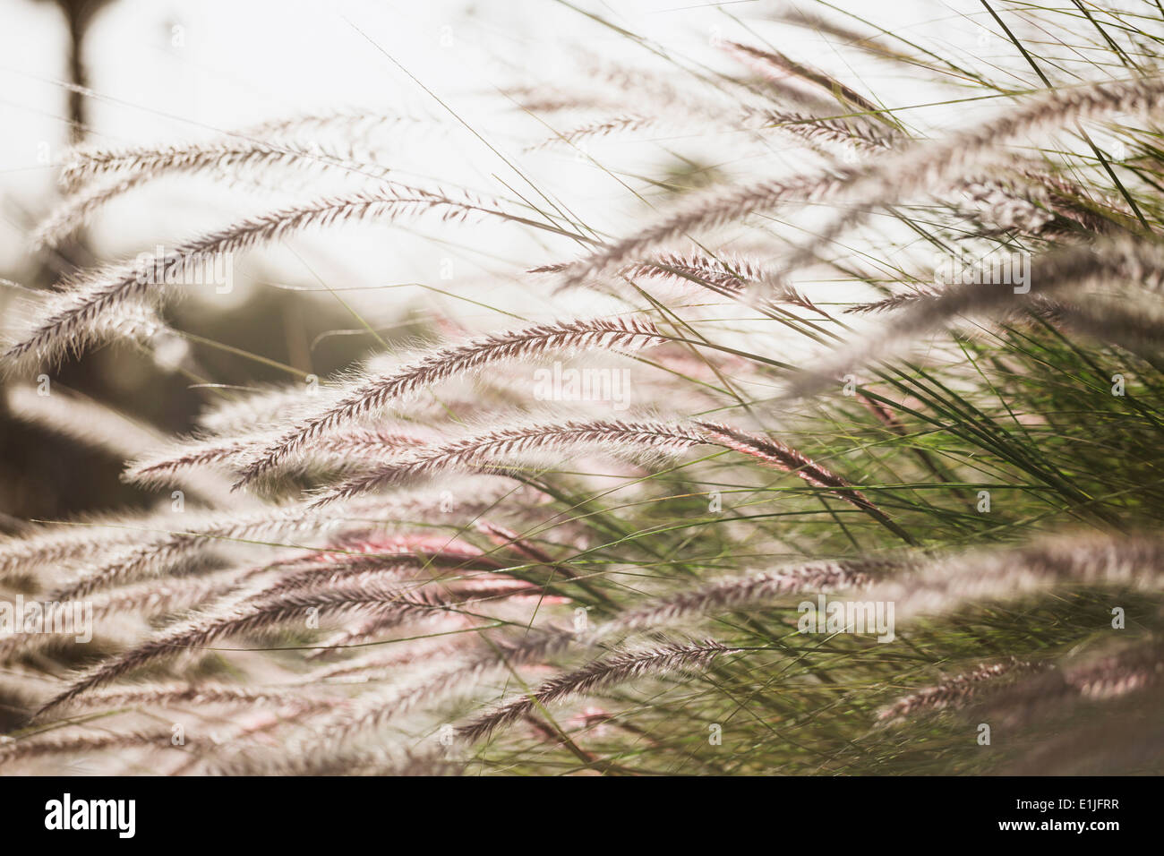 Image of wild grass hi-res stock photography and images - Alamy