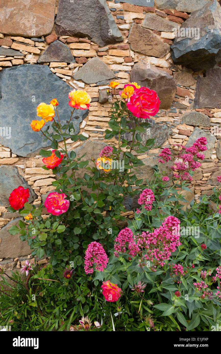 Cyprus flower hi-res stock photography and images - Alamy