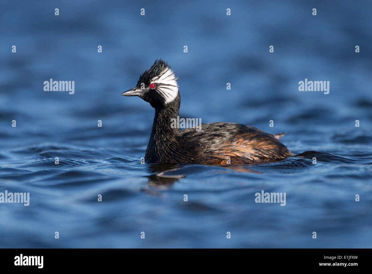 White-tufted Grebe from Torres del Paine, Chile Stock Photo - Alamy