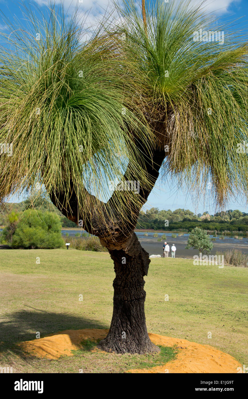 Australia, Western Australia, Perth, Yanchep National Park. Natural ...