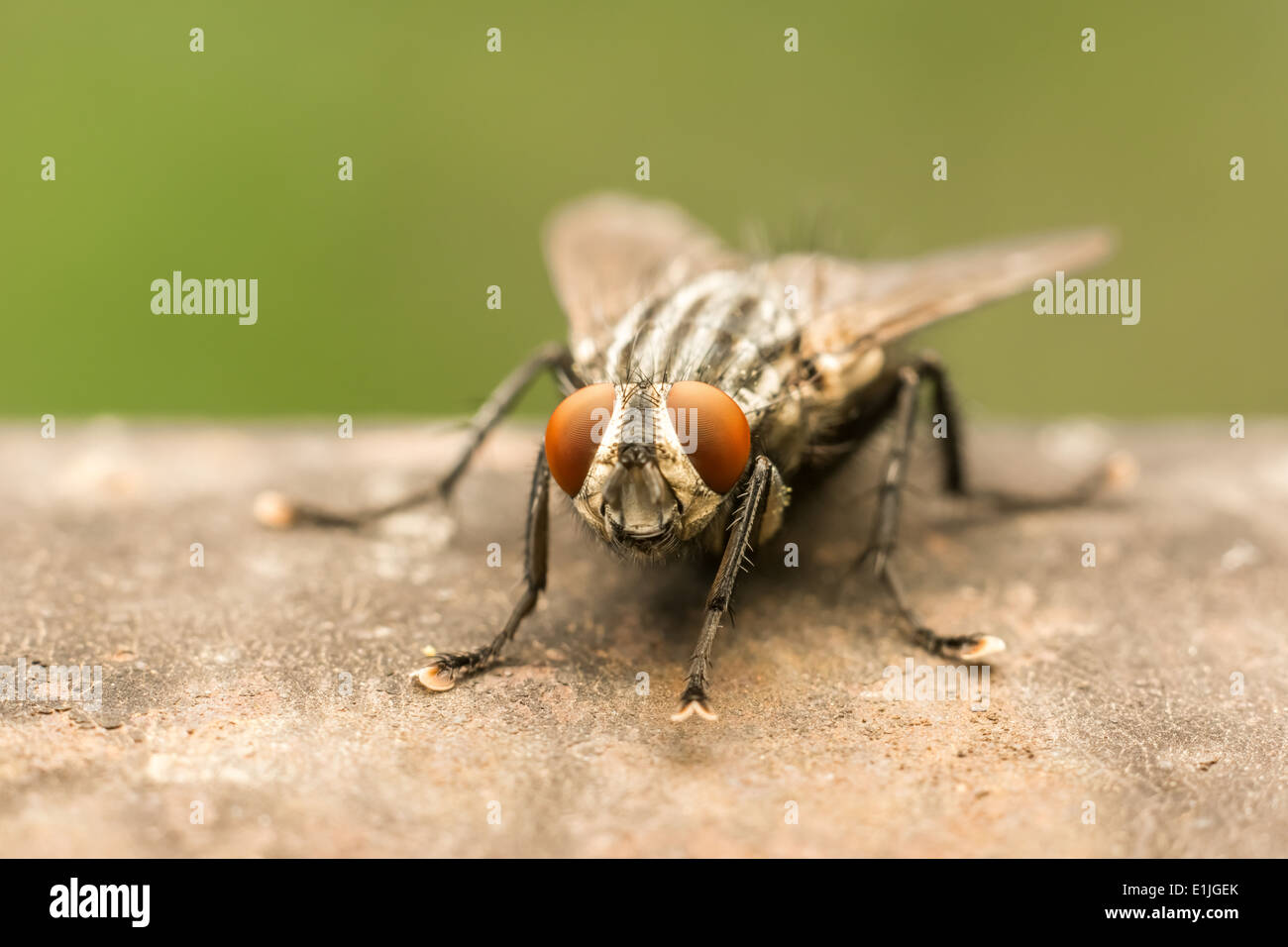 Musca domestica hi-res stock photography and images - Alamy