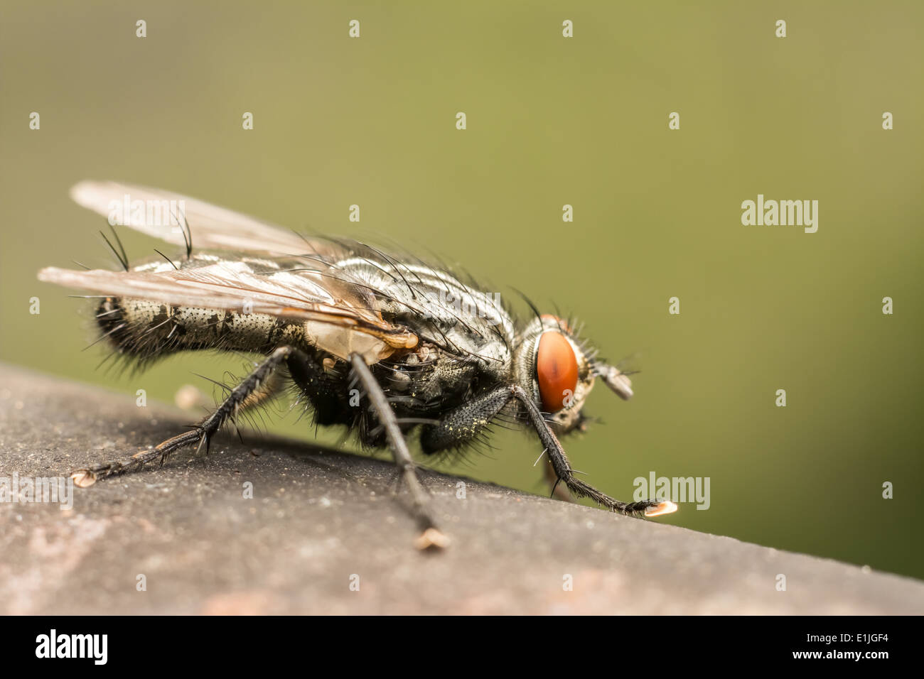 The Common Housefly (Musca Domestica) is one of the most widely ...