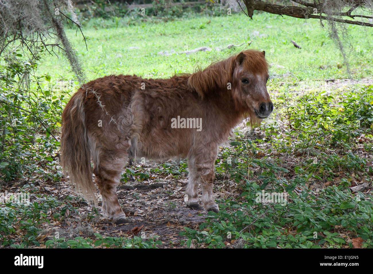 Pony photos hi-res stock photography and images - Alamy