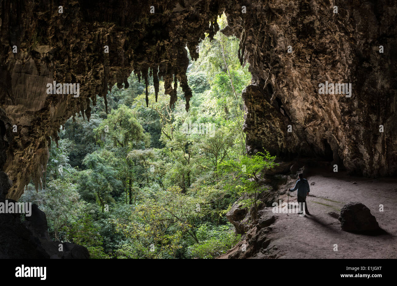 Rainforest exploration hi-res stock photography and images - Alamy