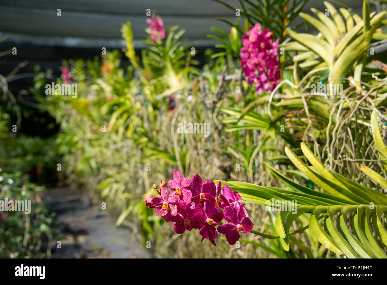 Australia, Northern Territory, Darwin. Jenny's Orchid Garden, orchid ...
